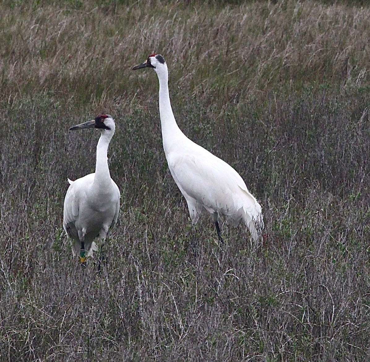 The Whooping Cranes of Aransas