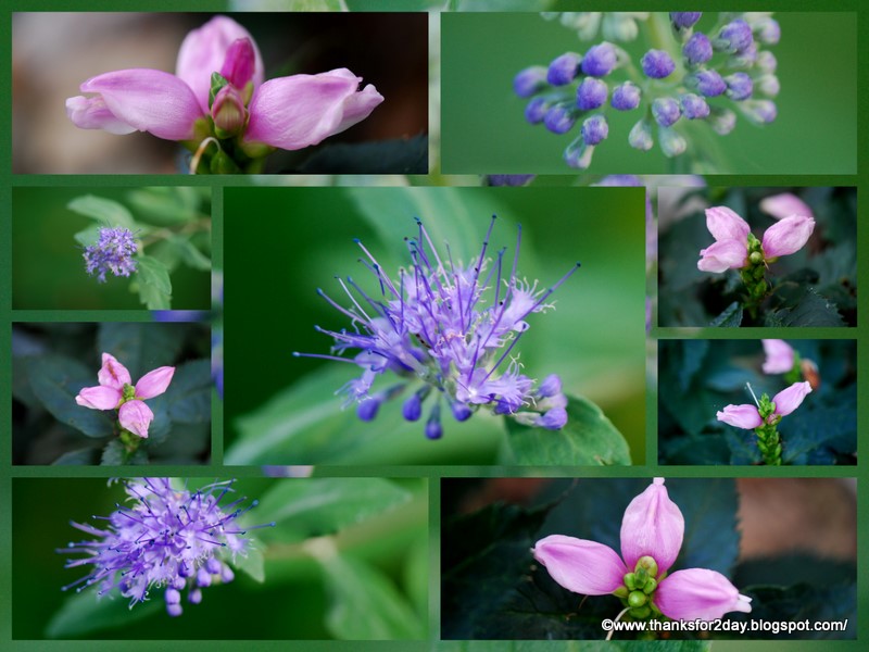 Thanks for today.: Still Blooming in September...