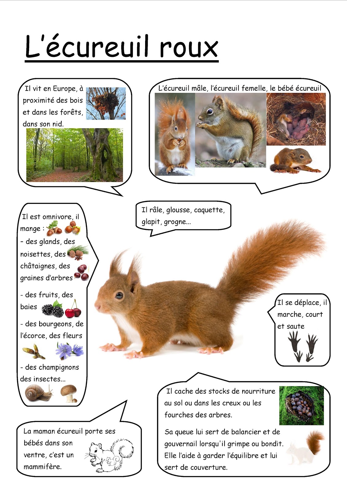 Le Journal de Nounou Sophie: Bilan de la semaine 45 - L'écureuil