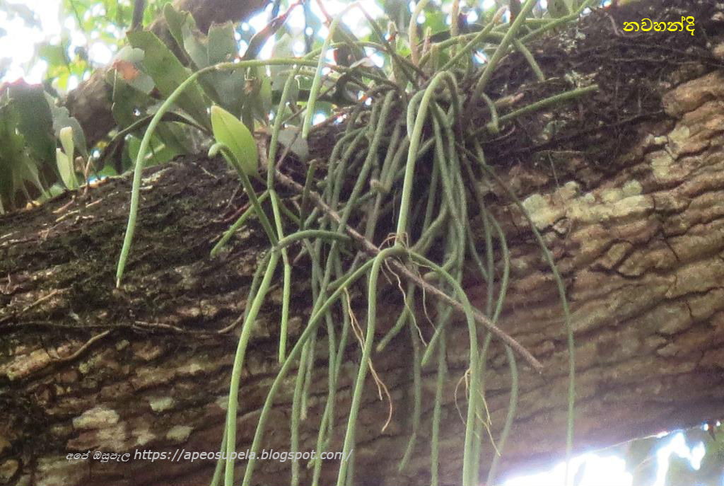 නවහන්දි [Nawahandi] (Rhipsalis baccifera) ~ අපේ ඔසුපැළ Medicinal Plants ...