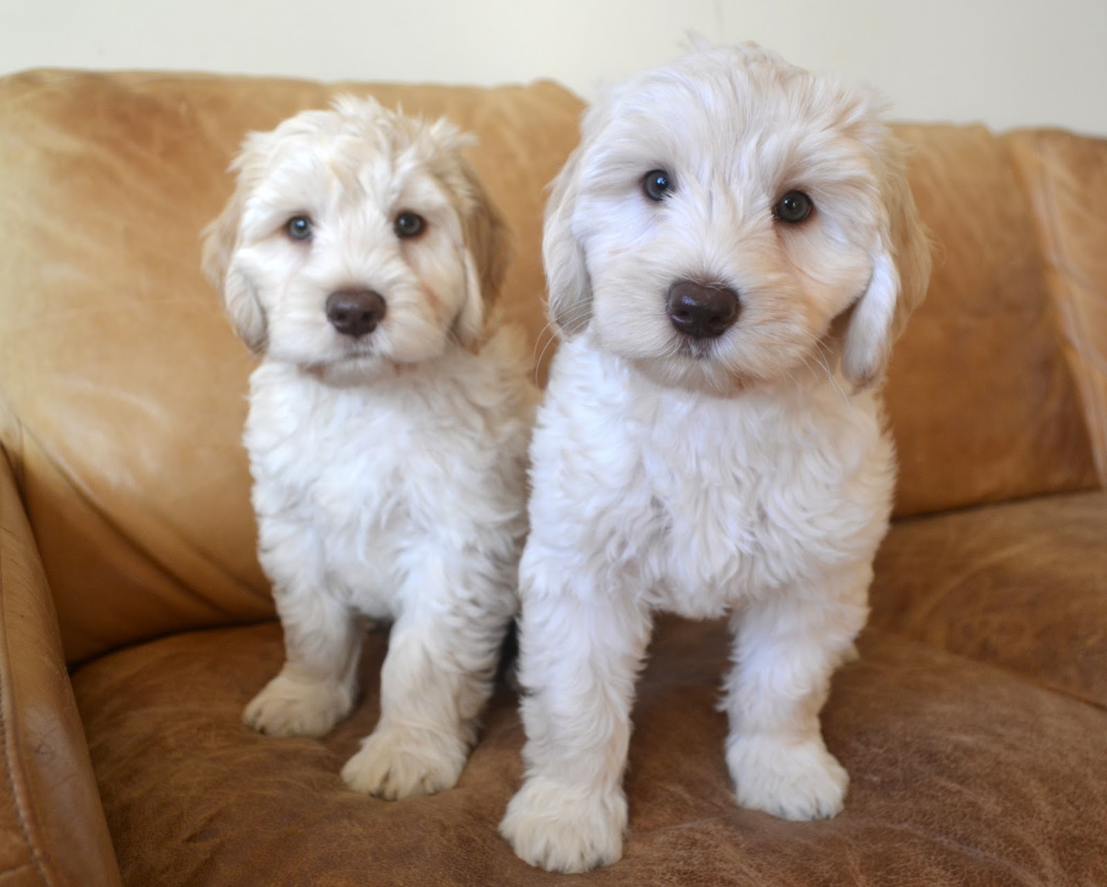 Golden Gate Labradoodles: Authentic Australian Labradoodles: From ...