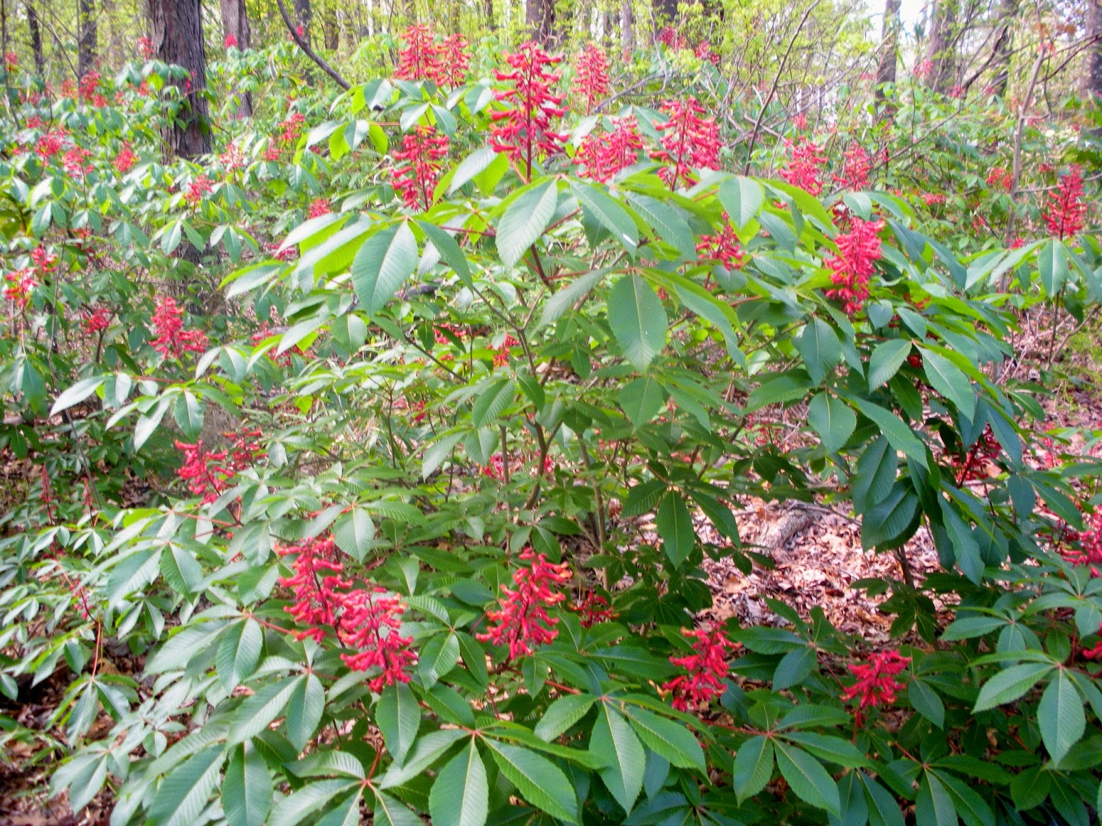 Memphis Trees: A walk in the Greentrees neighborhood to Holmes Park and ...