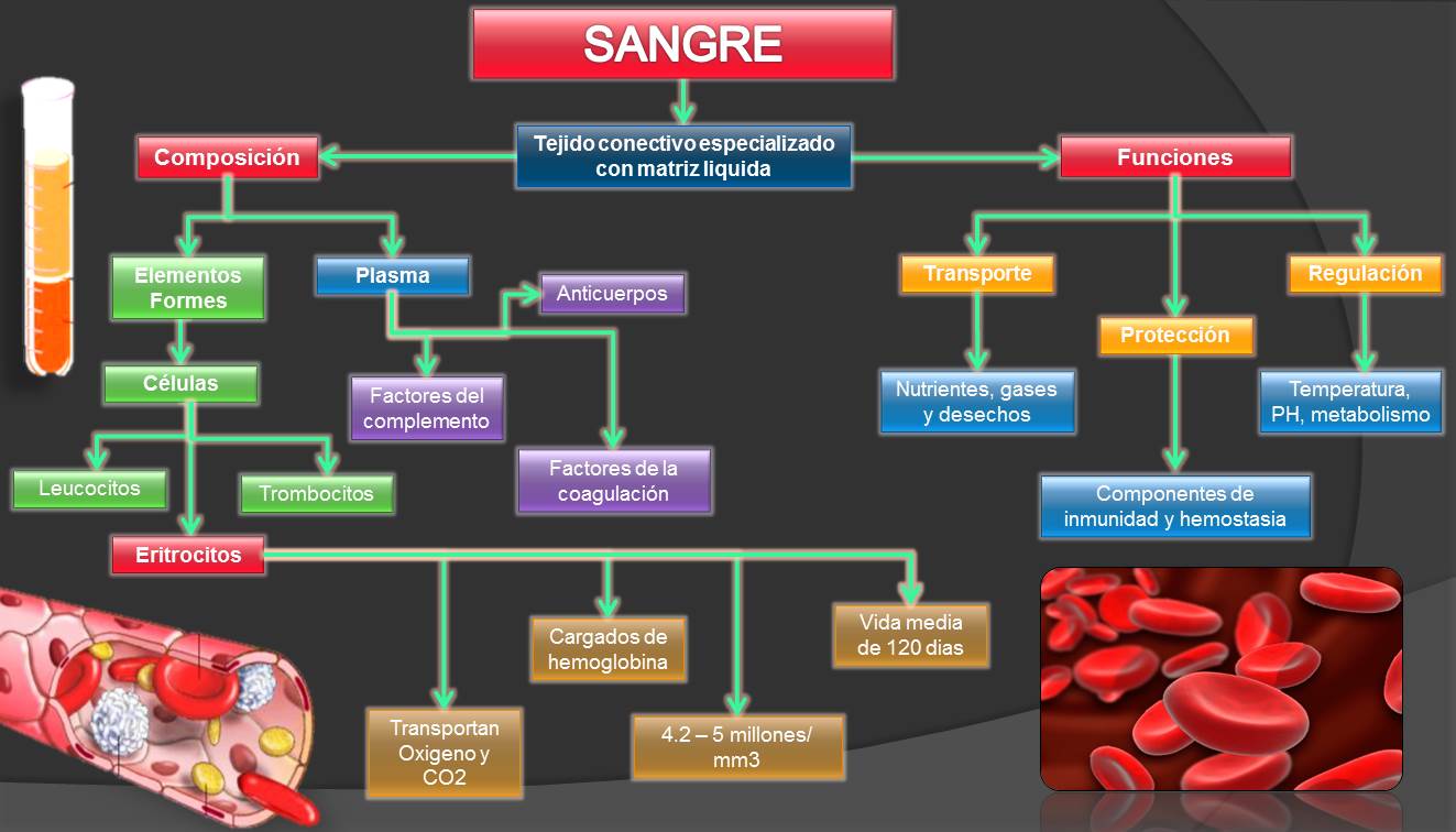 Partida- Fisiologia Humana Basica: Sangre (Generalidades, ABO y Rh)