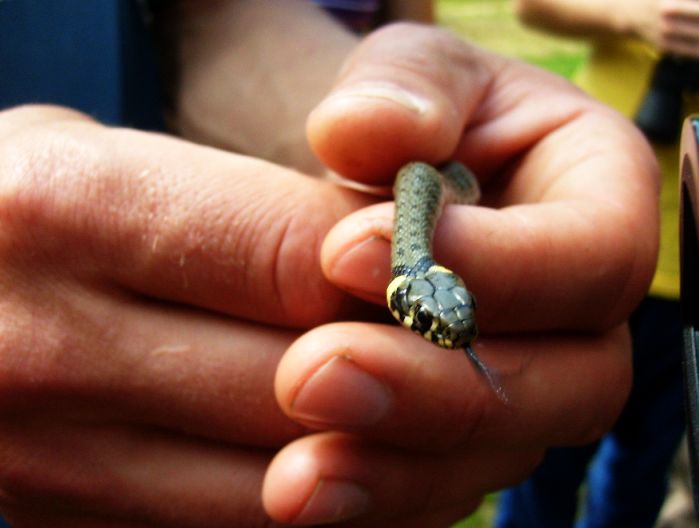 Földönjáró: Félelmetes csúszómászók?