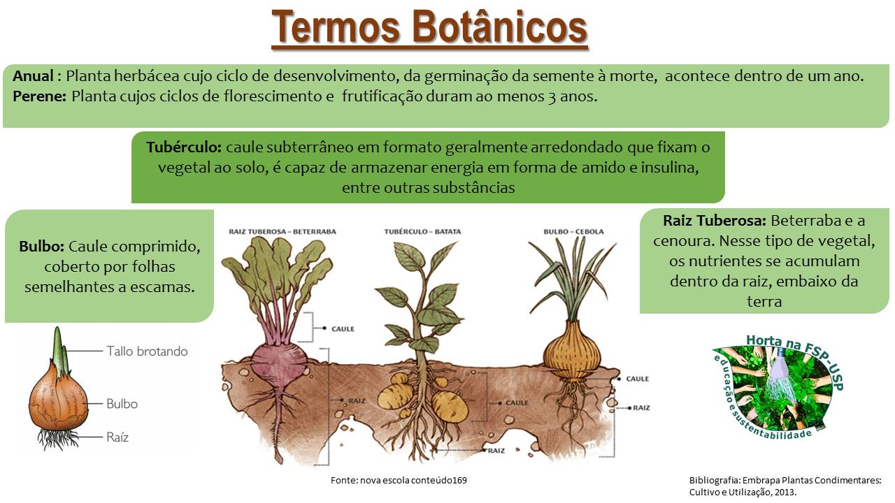 Lista De Tubérculos E Raízes - RETOEDU