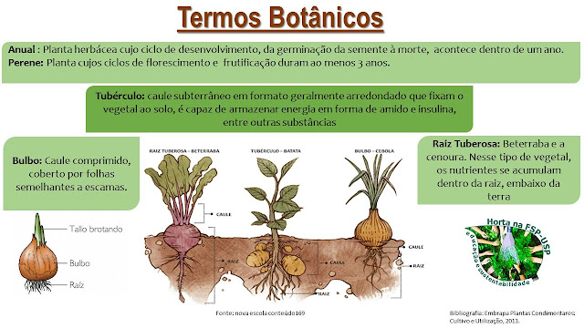 Termos Botânicos: Tubérculo, Bulbo e Raiz Tuberosa