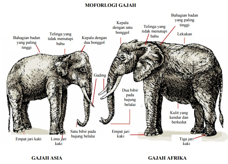 Hari Gajah Sedunia (World Elephant Day) - AlamBlogr