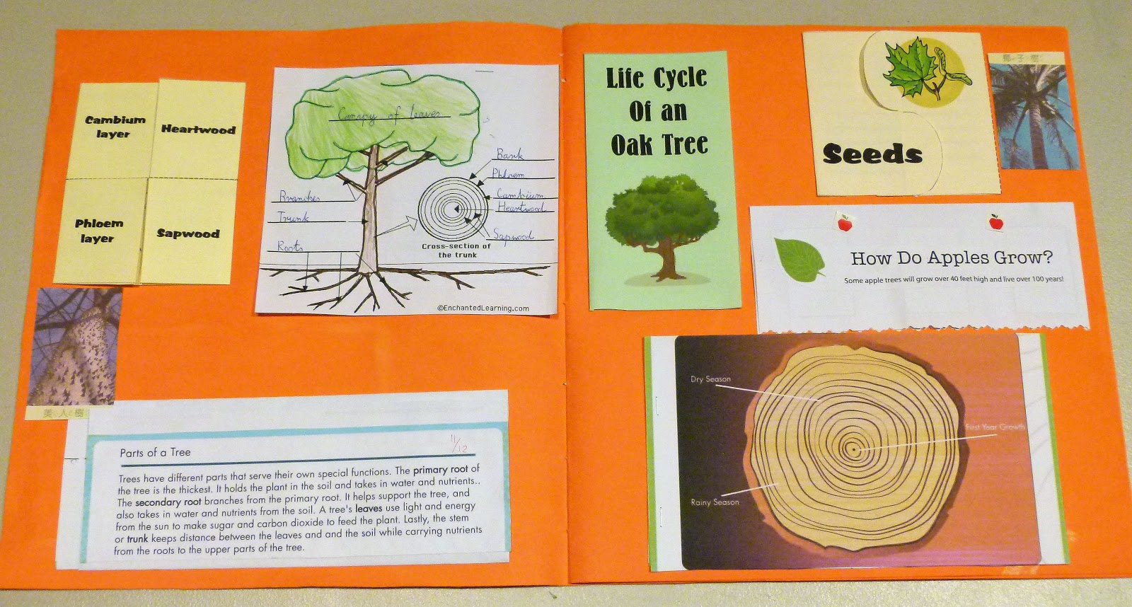 Lapbook: Trees - Drzewa