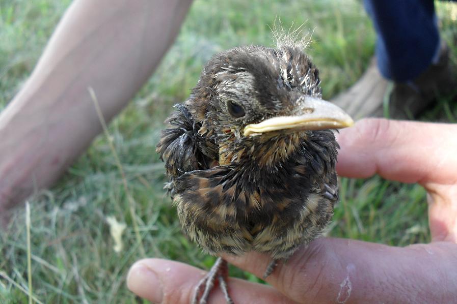 regard perché: Merlito : le bébé merle