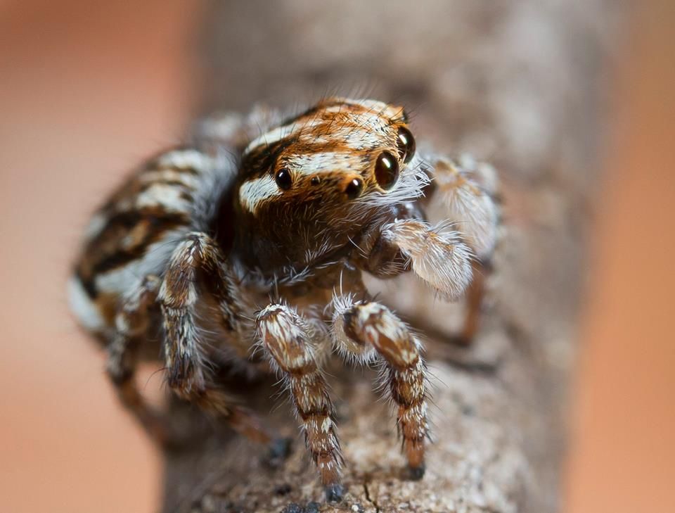 Novos Insólitos - Notícias incríveis que nos fazem refletir: Cientistas ...