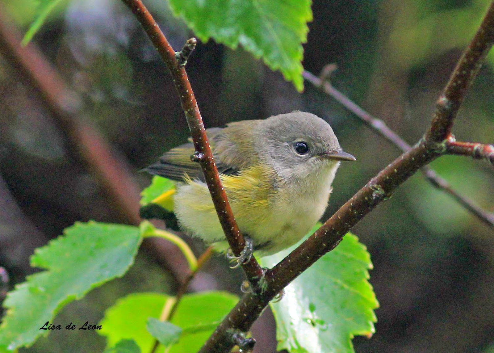 Birding with Lisa de Leon: Female American Redstart