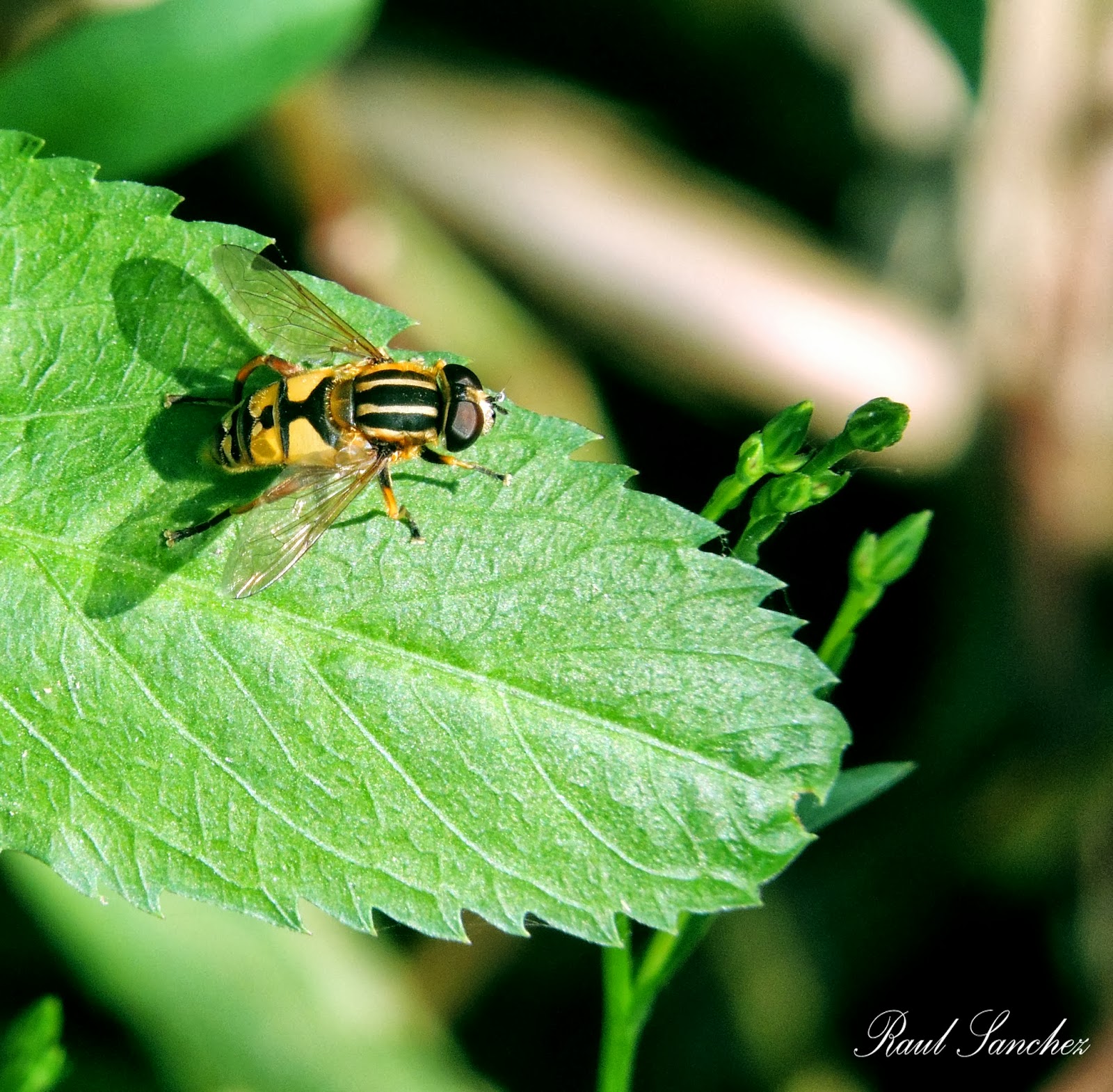 Naturaleza Viva : La mosca de la fruta Queensland ( Bactrocera tryoni )
