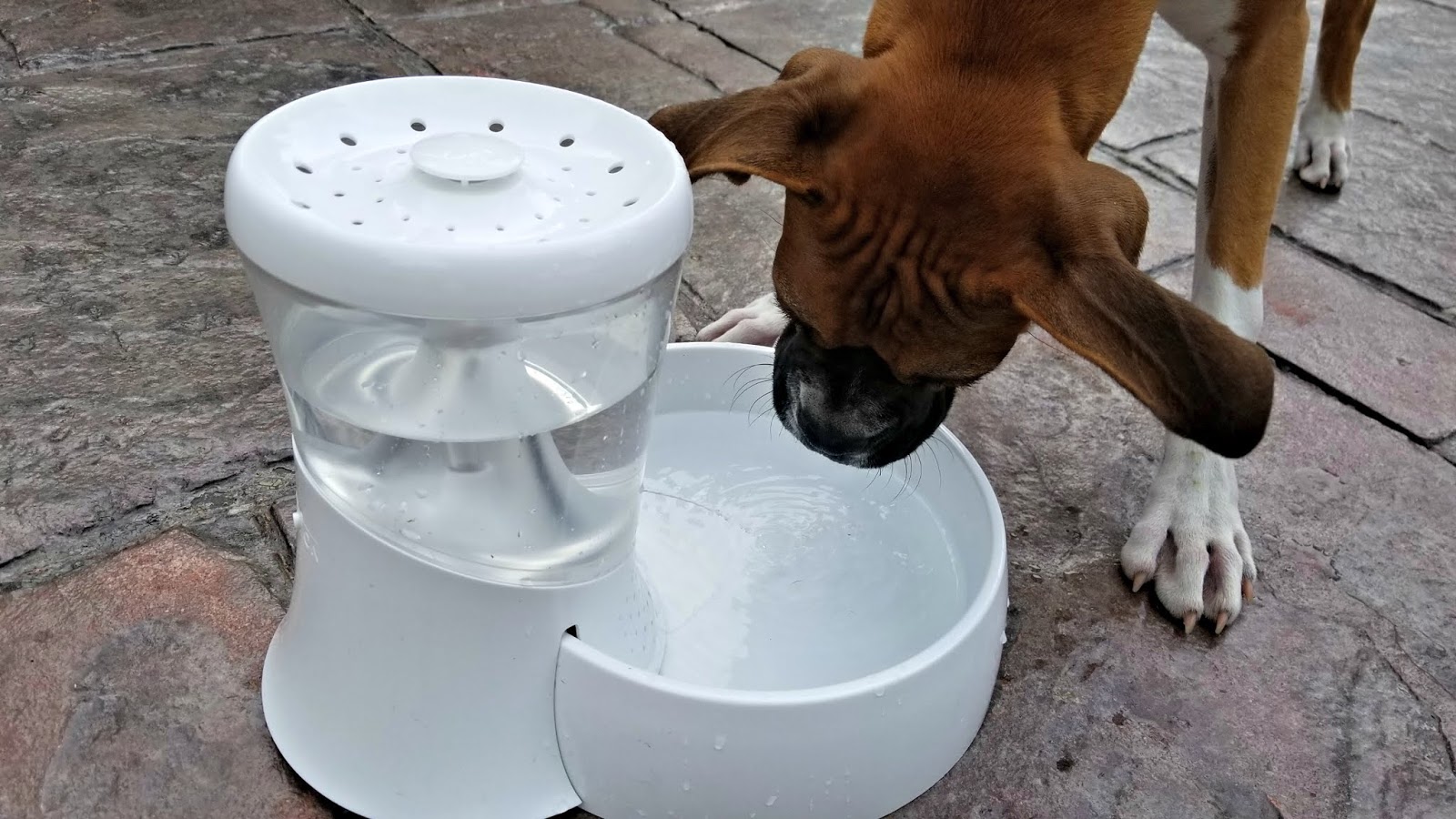 A GEEK DADDY: PETMATE FRESH FLOW RAIN FOUNTAIN
