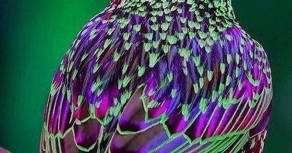 daily timewaster: Bird under a UV light