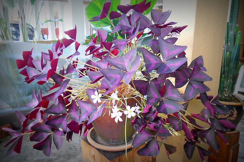 Daun Pokok Rerama Bernilai Tinggi - BinMuhammad