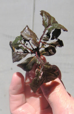 Xtremehorticulture of the Desert: Plums Blown Off? Veggies Windtorn?