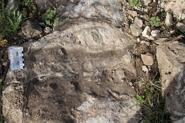 Finding Fossils...: The Permian Capitan Reef