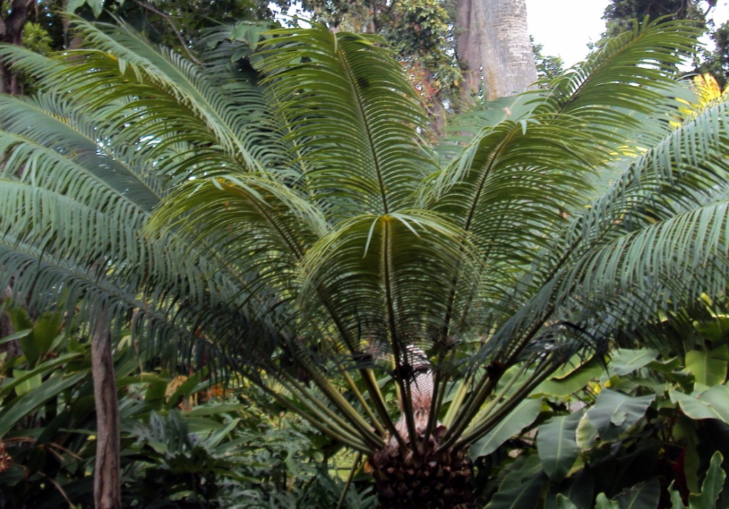 Taxonomia Plantae no Magnoliopsida: Phylum Tracheophyta Clase Cycadopsida