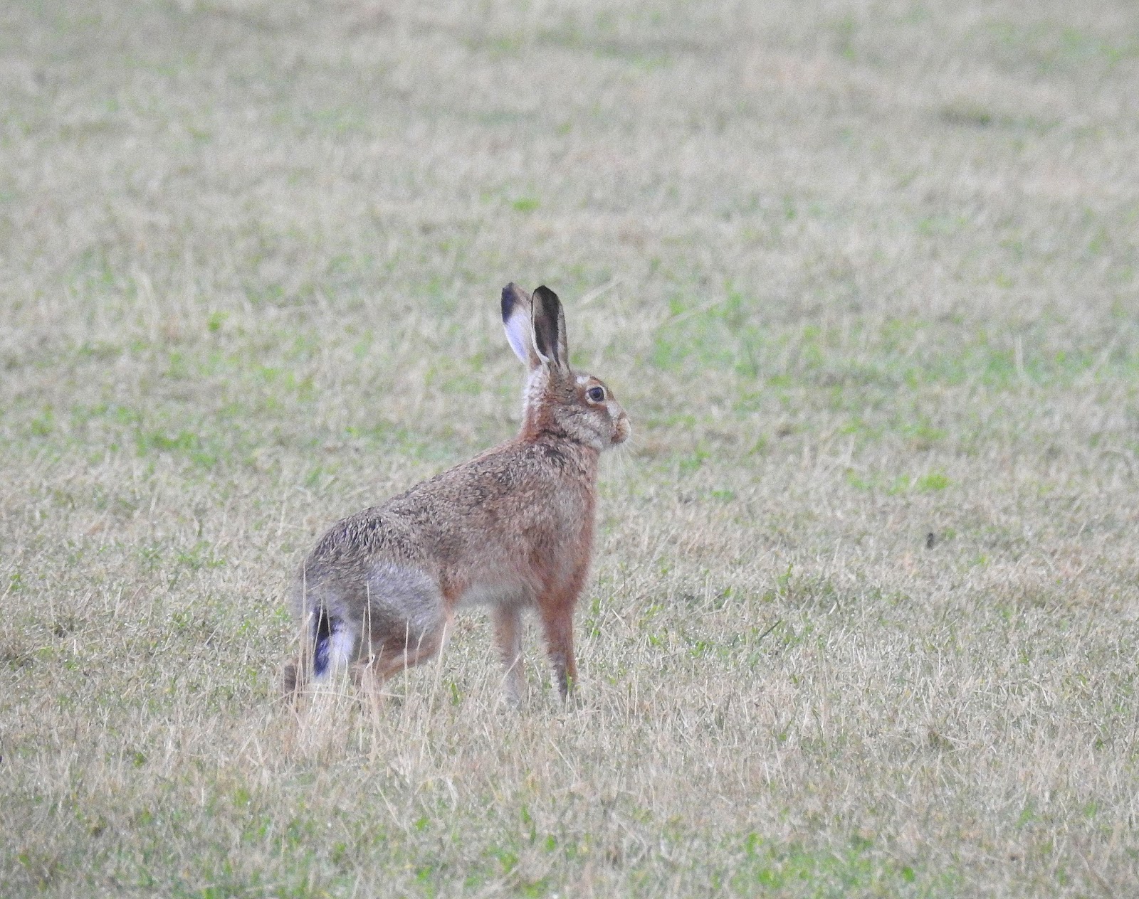 About a Brook: "What's that Skinny Rabbit with Black Ears?"
