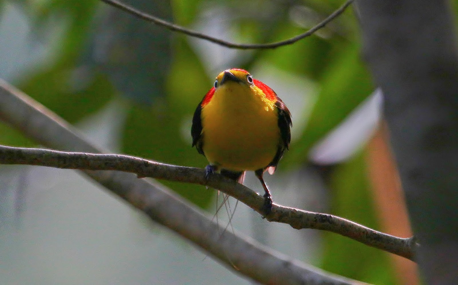 Nuestro bello mundo...: Wire-tailed Manakin, Pipra filicauda, Saltarin ...