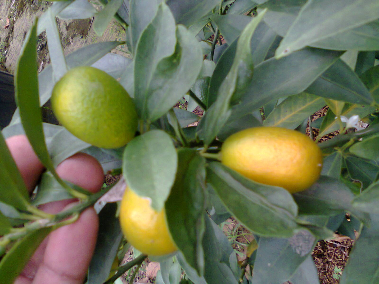 MENGENAL HAMA TANAMAN: Jeruk Nagami