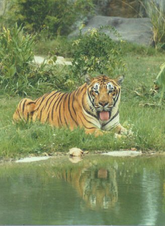 The World Natural Forest of Sundarban