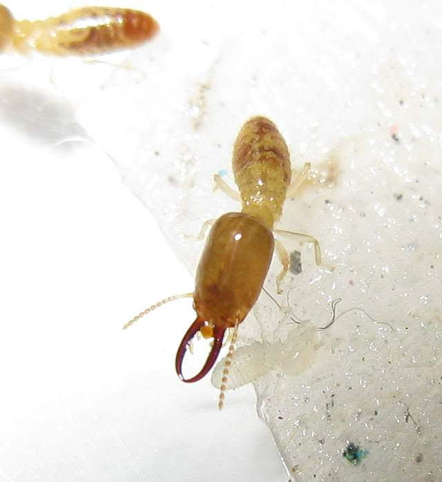 Photos and Info on Ants and Termites of Malaysia: Microcerotermes sp