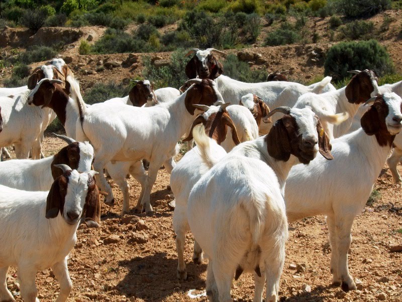 Angelika's World in Photos: Tasty Boerbok