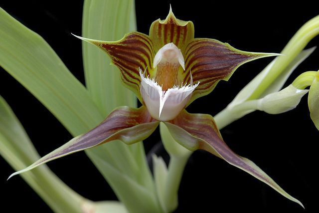 Galeottia fimbriata care and culture | Travaldo's blog