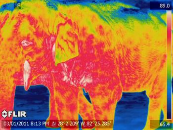 Kissimmee Guest Services: Amazing Photos! Infrared Images of Elephants ...