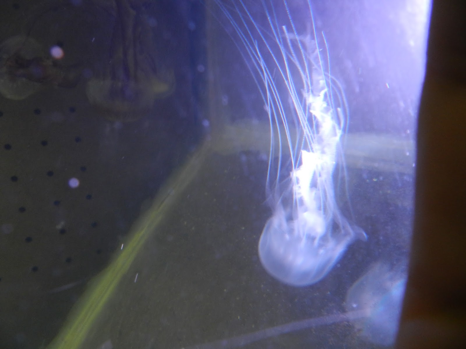 Raising Pet Jellyfish: Pictures of my jellies