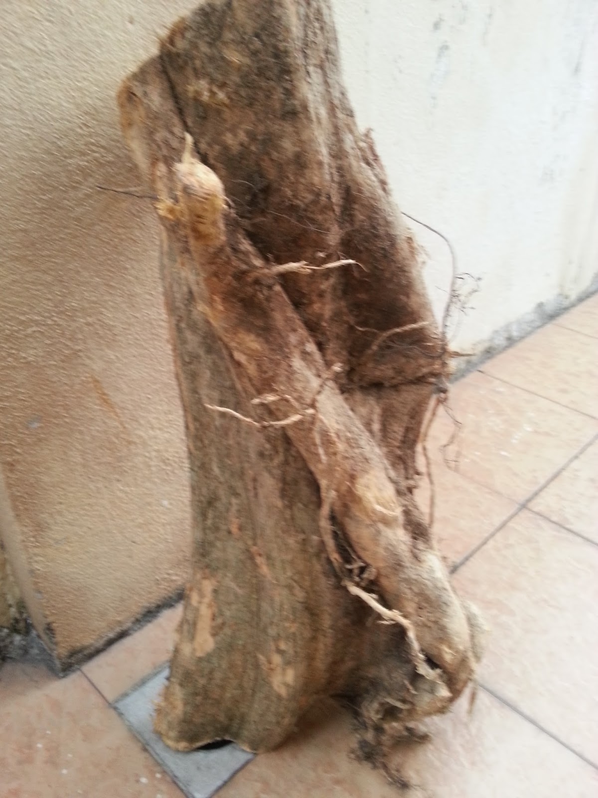 Kayu Warisan Malaysia: Kayu kemuning emas untuk dijual