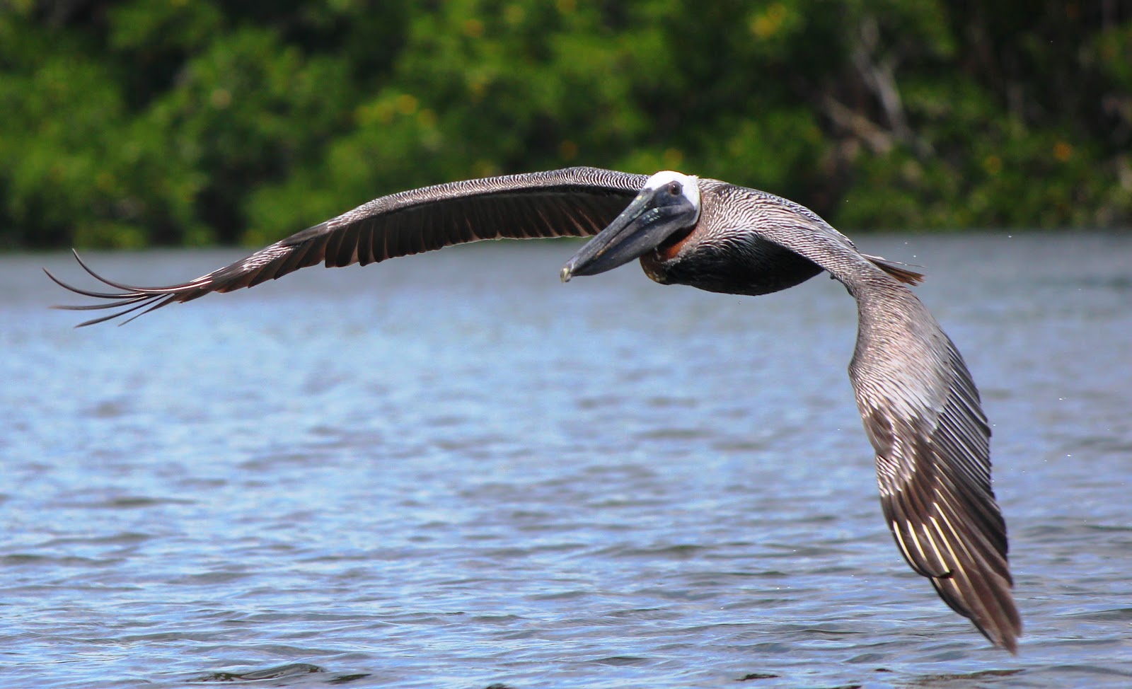 Views From Our Kayak: J.N. "Ding" Darling National Wildlife Refuge