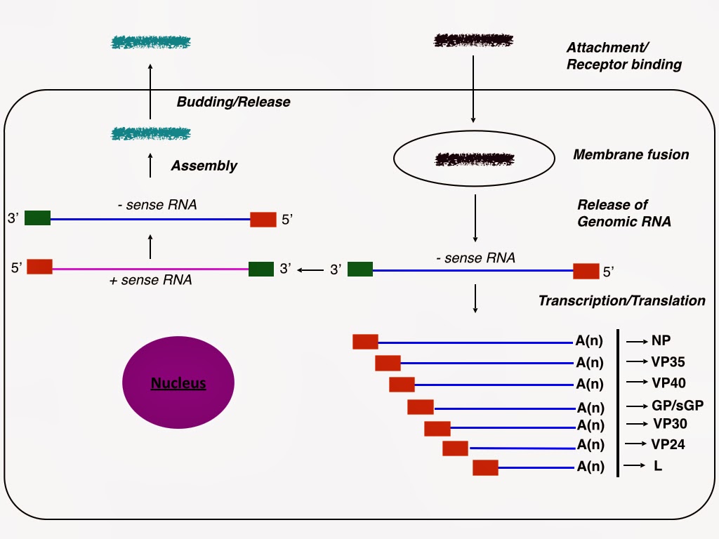 Virology tidbits: Molecular aspects of Ebola and other Filoviruses