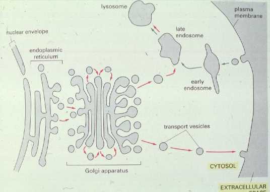 A Biologia da Célula: Complexo Golgiense
