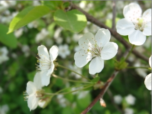 Titluri de compuneri de primavara