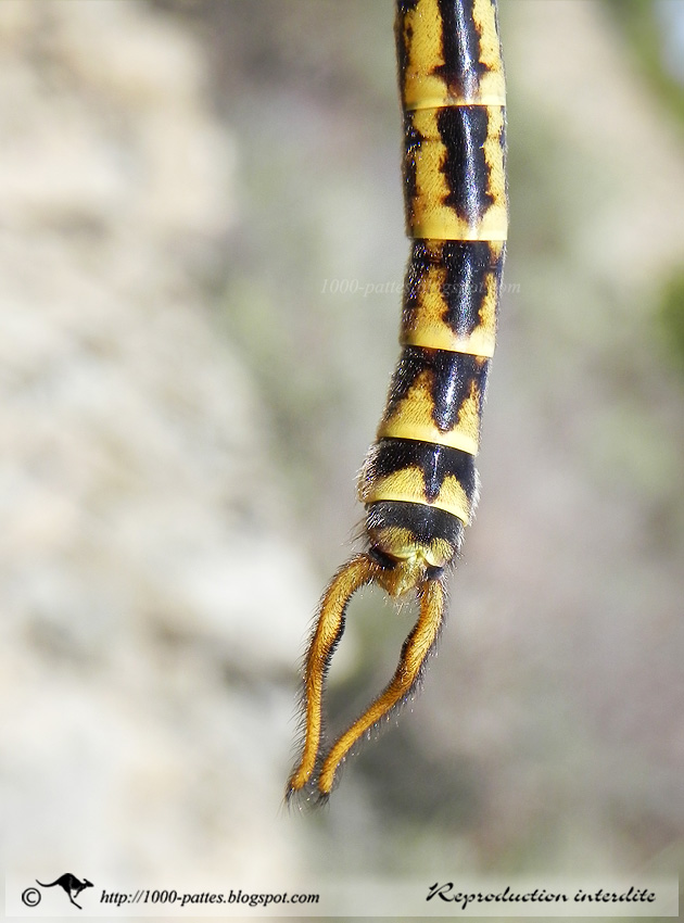 WILDLIFE GATEWAY: Le Fourmilion géant, mâle