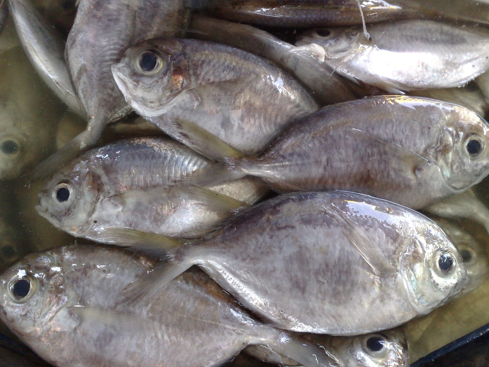 IKAN PERMUKAAN ~ iam lemuru