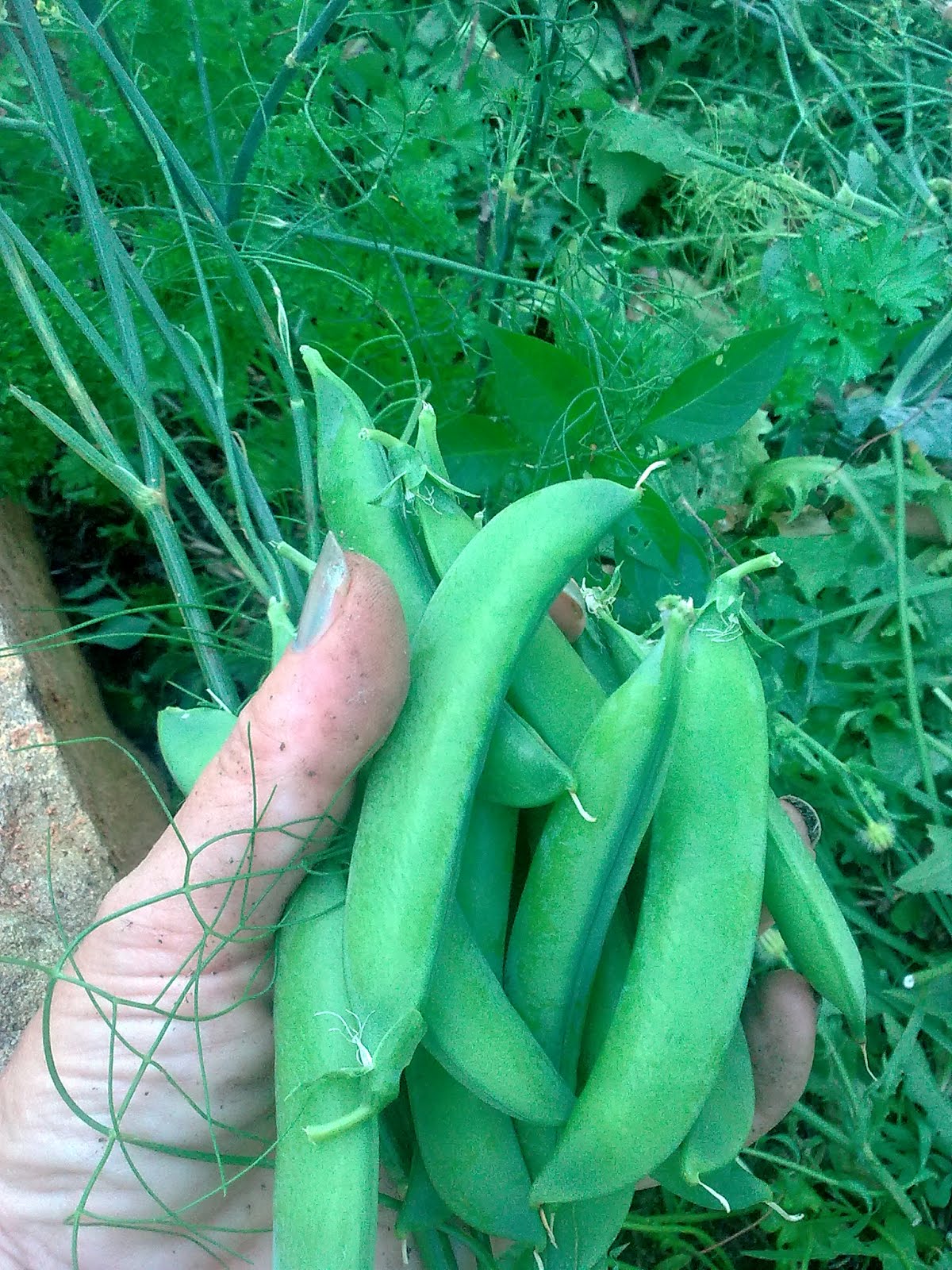 companion planting - organic gardening: green finger tips - all about peas