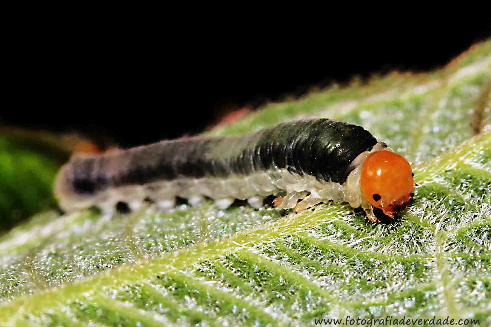Fotografia de Verdade: Vida Macro dos Insetos