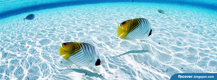 Fish in the Ocean Facebook Cover | FB Cover - Unique Covers For FB Timeline