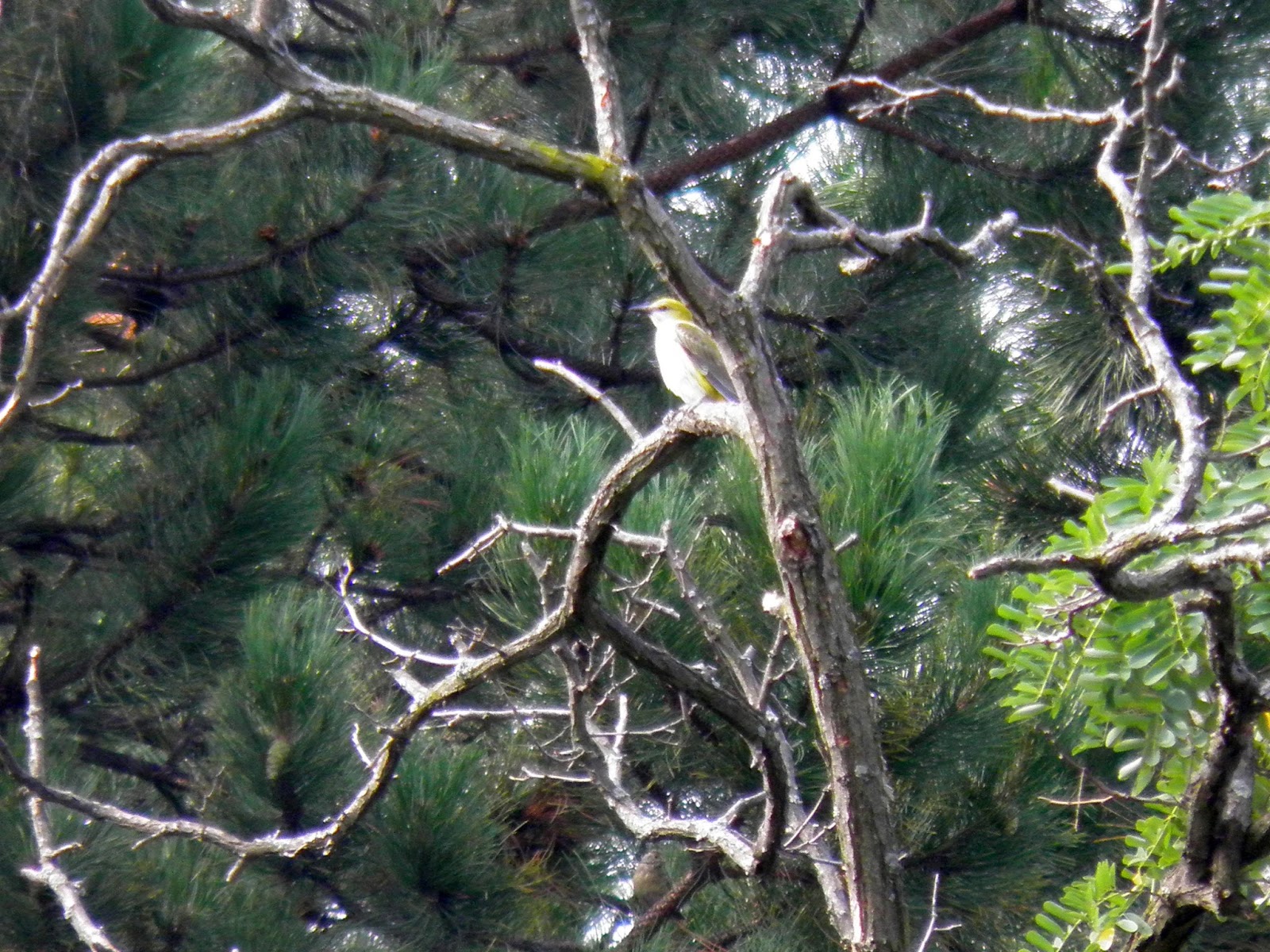 PASARI DIN ROMANIA: GRANGUR, Oriolus oriolus