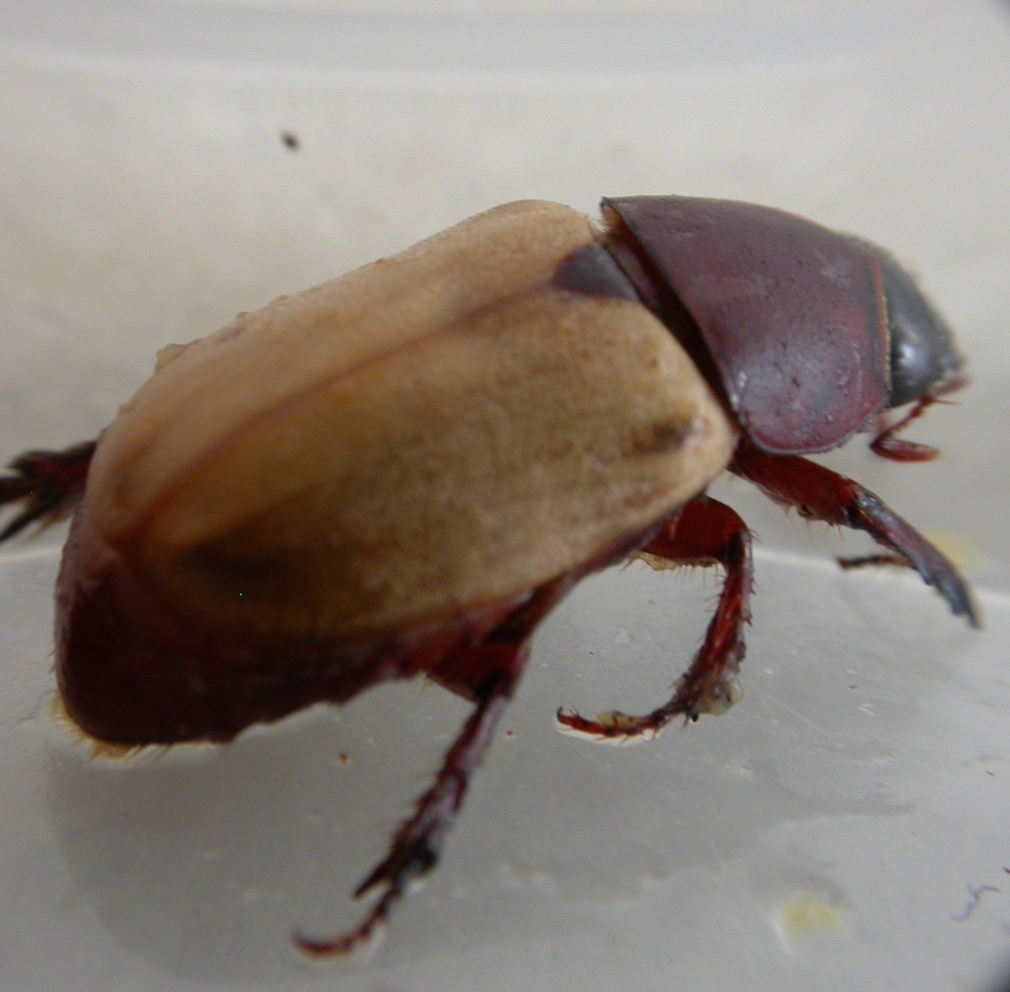虫頭: コガネカブト (Cyclocephala melanocephala) Masked Chafer