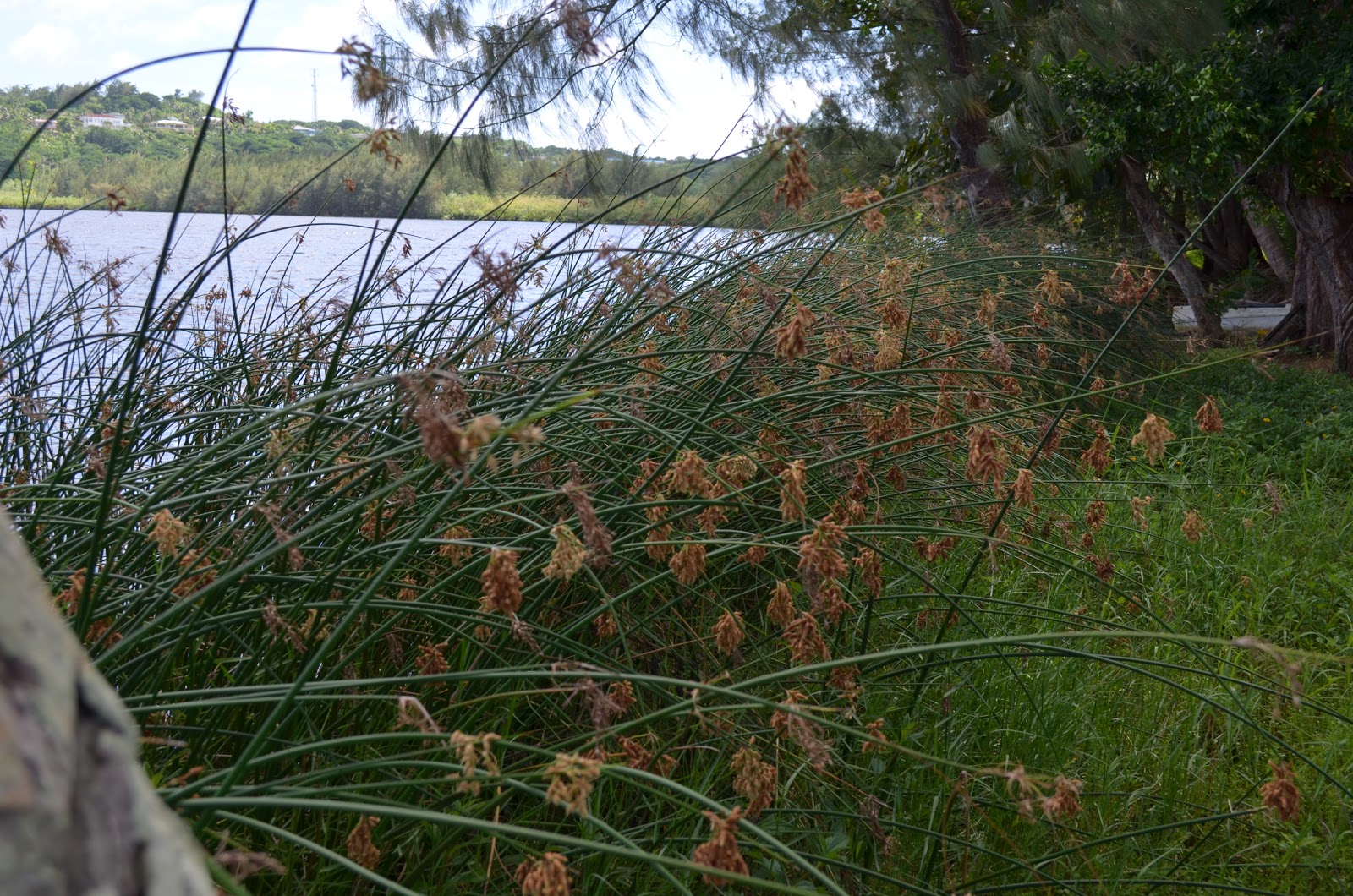 Biodiversity in Saipan - Salvi Villanueva & Patrick Llaban: Susupe Lake!