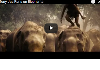 Tony Jaa Runs on Elephants ~ Disigner Handsome