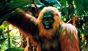 Gigantopithecus Probably Went Extinct From Starving To Death