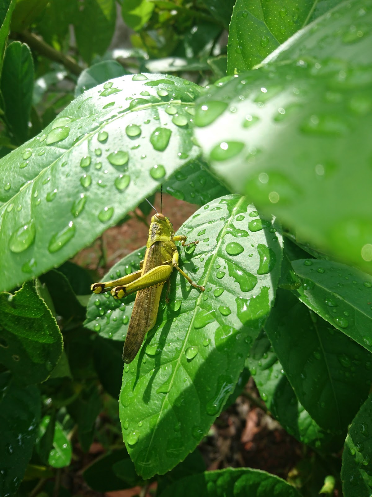 grasshopper drinking rain water up leaf lemon tree