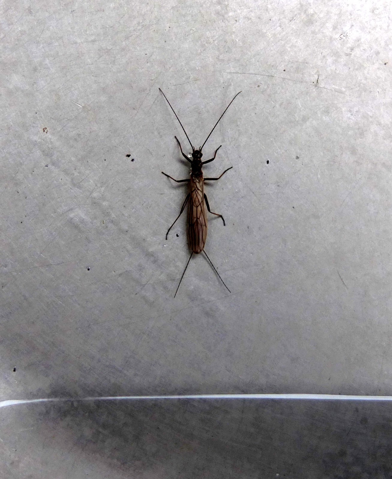 ncaflyfish: Early Black Stonefly