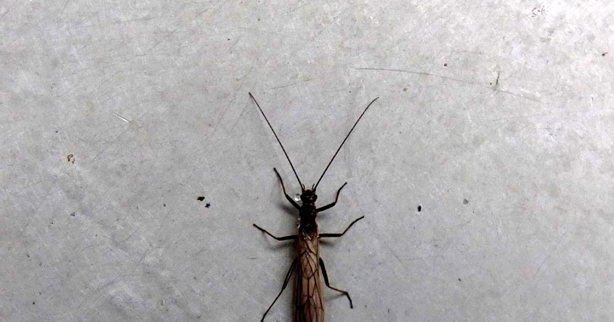 ncaflyfish: Early Black Stonefly
