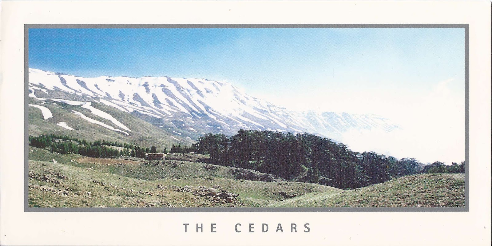 A Journey of Postcards: The Forest of the Cedars of God (Horsh Arz el-Rab)